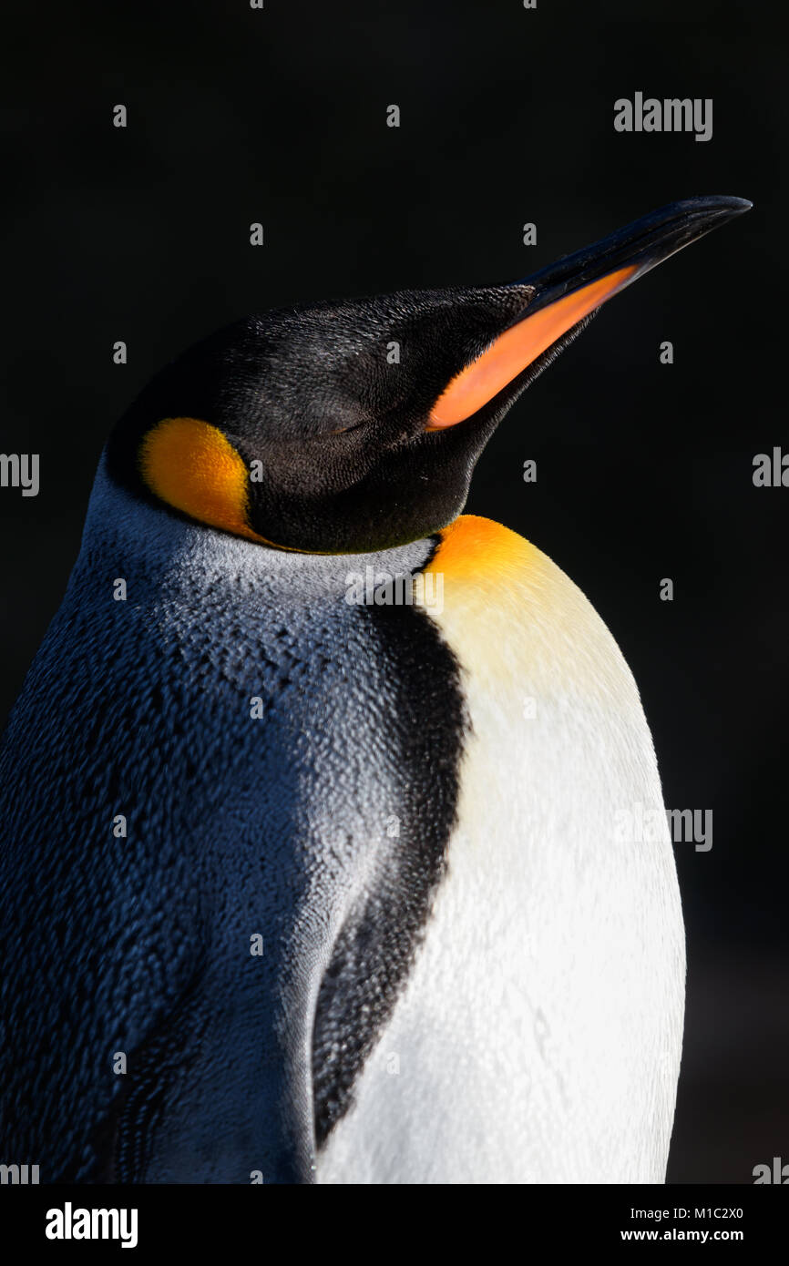 King penguin in sea hi-res stock photography and images - Alamy