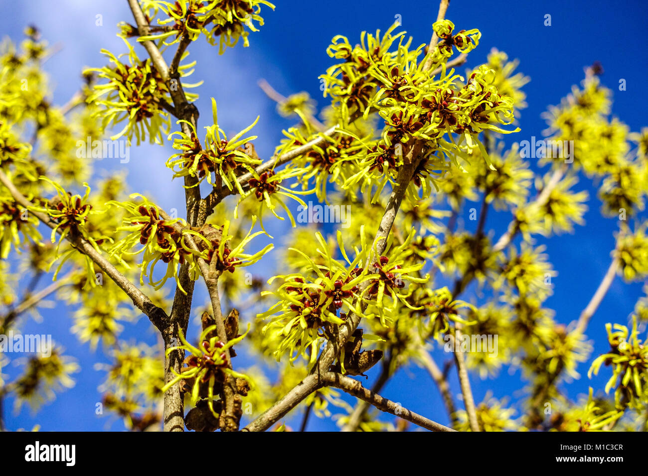 Hamamelis intermedia westerstede witch hazel winter shrub hi-res stock ...