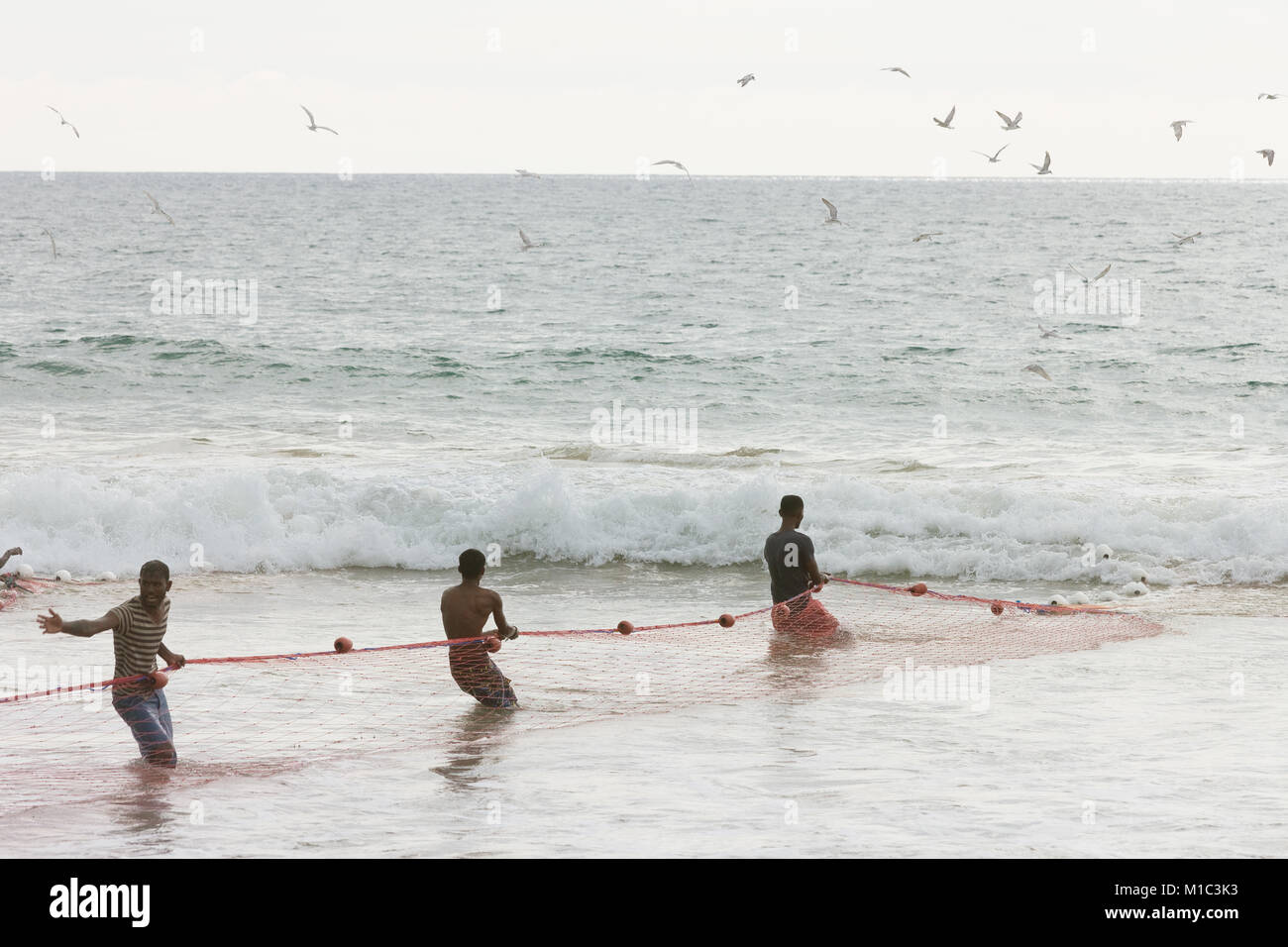 Akurala Beach, Sri Lanka - DECEMBER 2015 - Native fishermen reel in a ...
