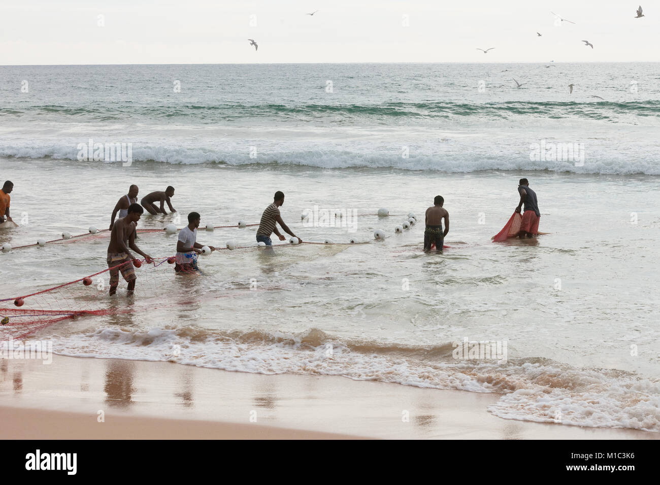 Akurala Beach, Sri Lanka - DECEMBER 2015 - Native fishermen reel in a ...