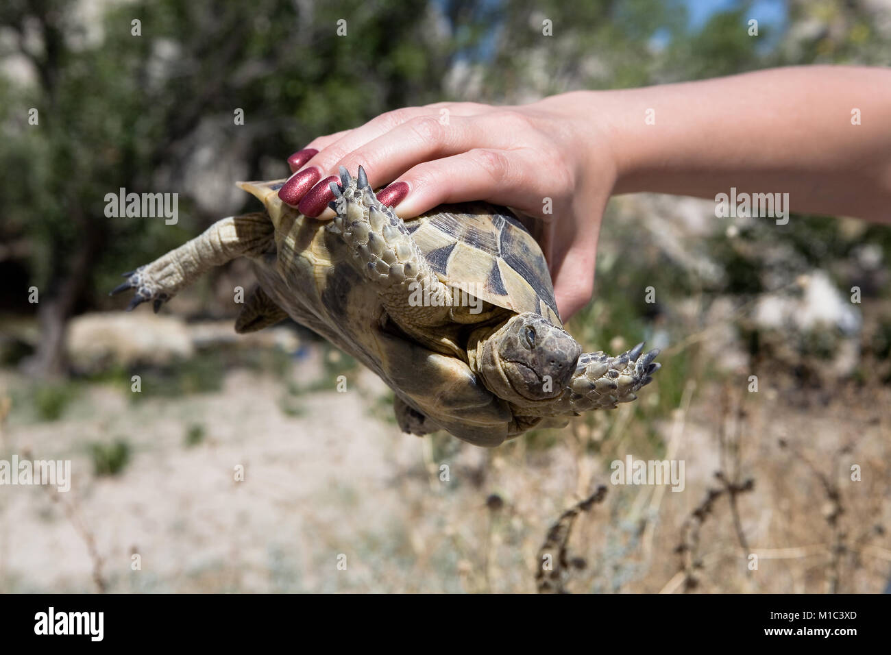 Sad turtle hi-res stock photography and images - Alamy