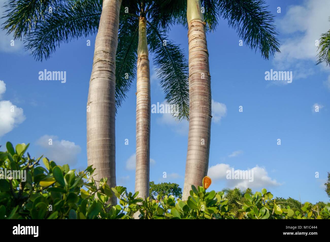 Hollywood beach florida palm tree hi-res stock photography and images ...