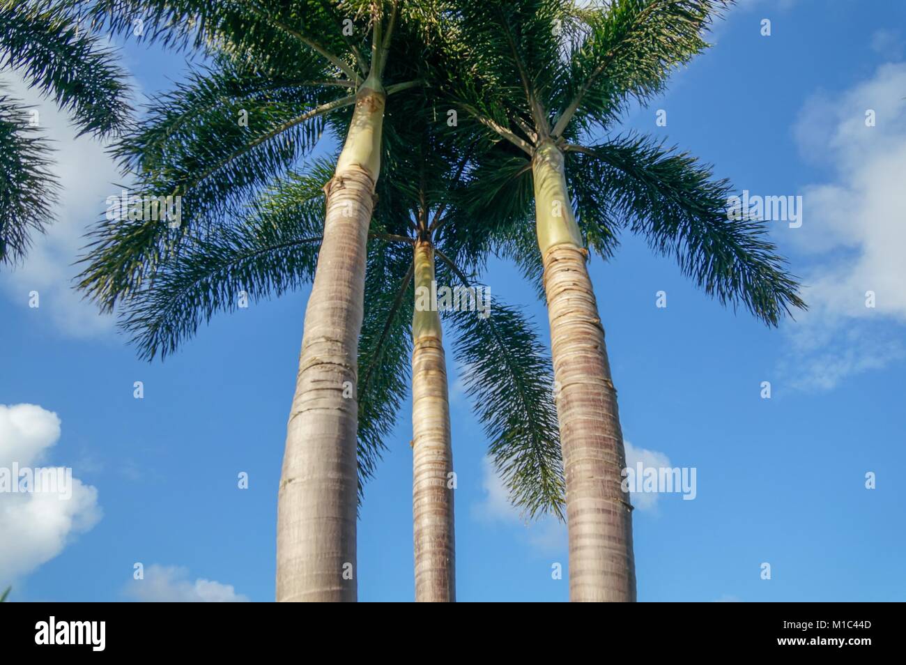 Miami Beach, Florida - Palm trees and sky Stock Photo - Alamy