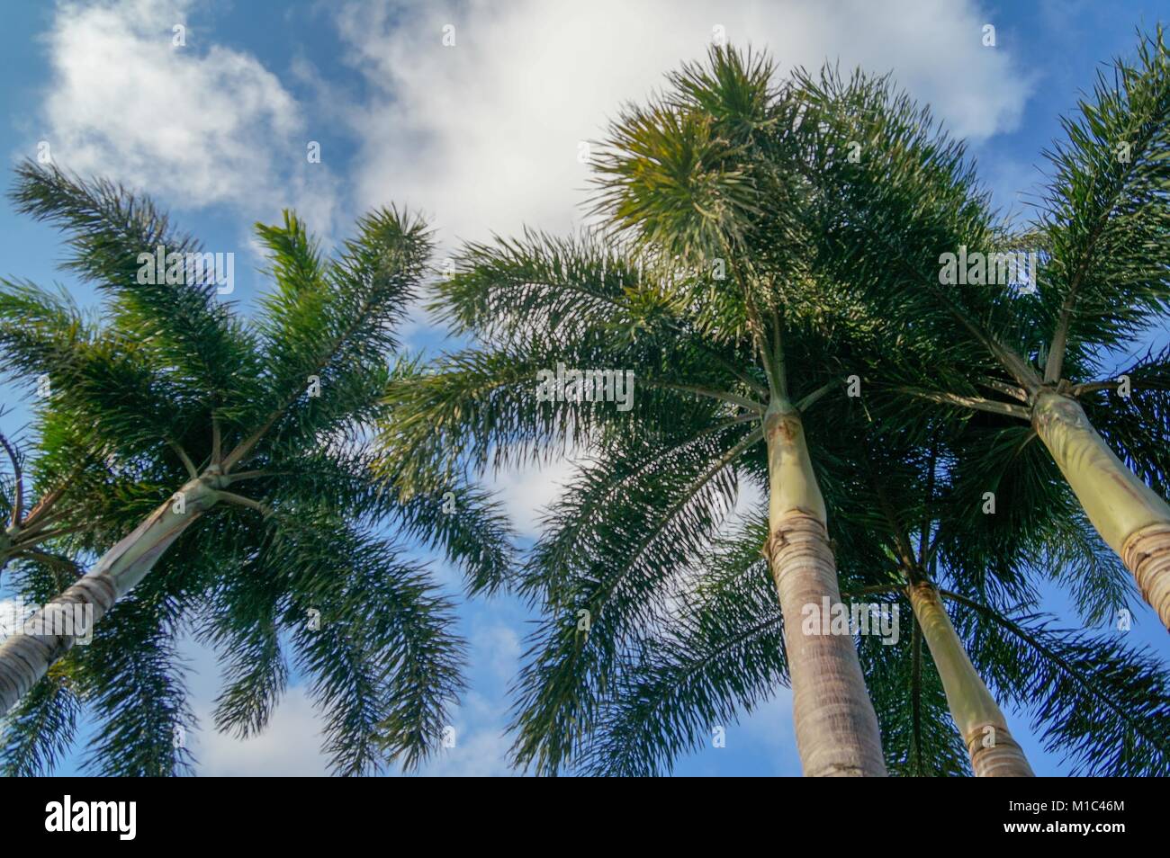 Hollywood beach florida palm tree hi-res stock photography and images ...