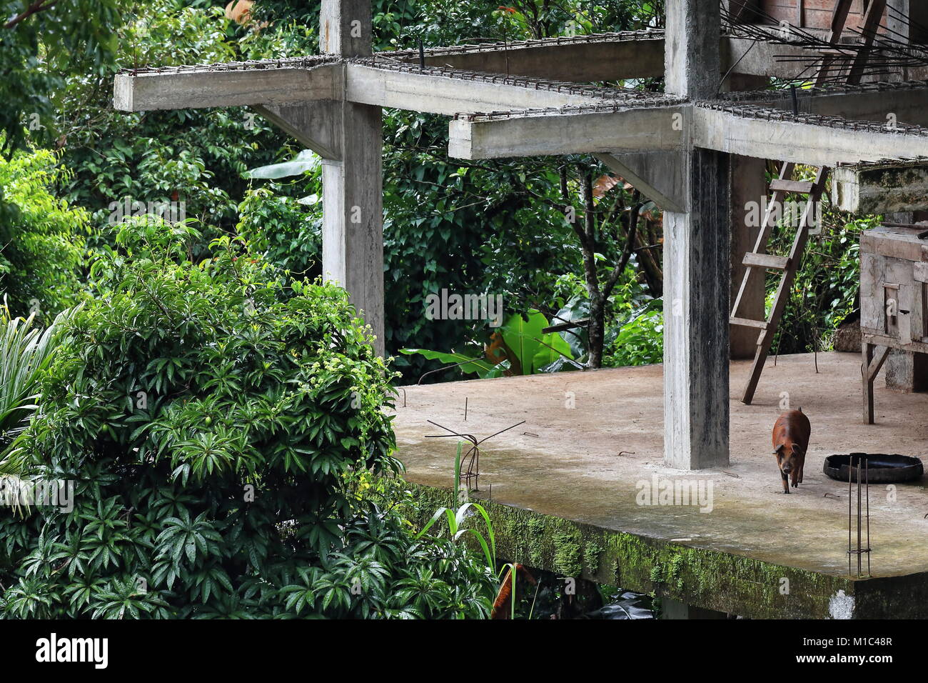 Pig wandering around a house under construction with works stopped-non ...