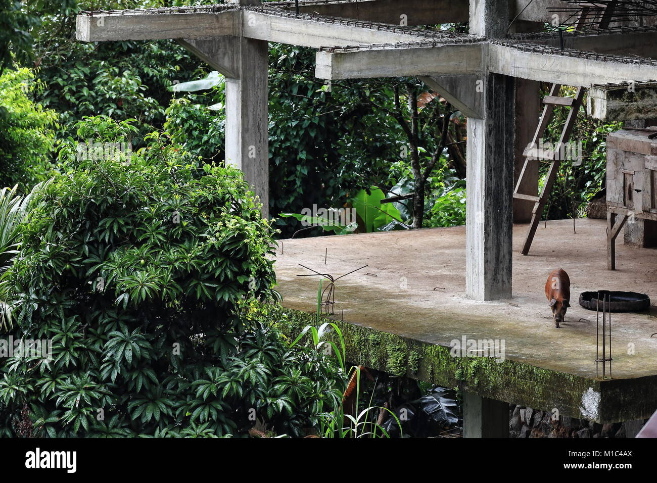 Pig wandering around a house under construction with works stopped-non ...