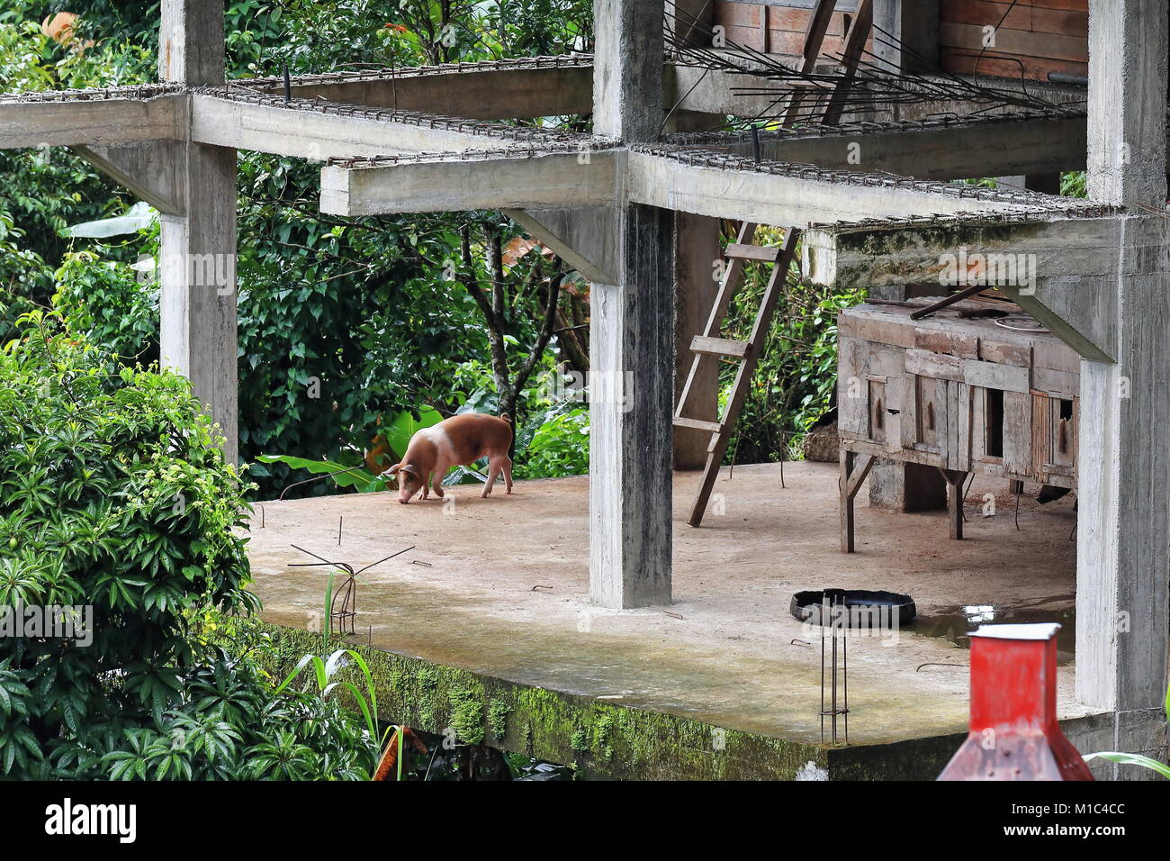 Pig wandering around a house under construction with works stopped-non ...