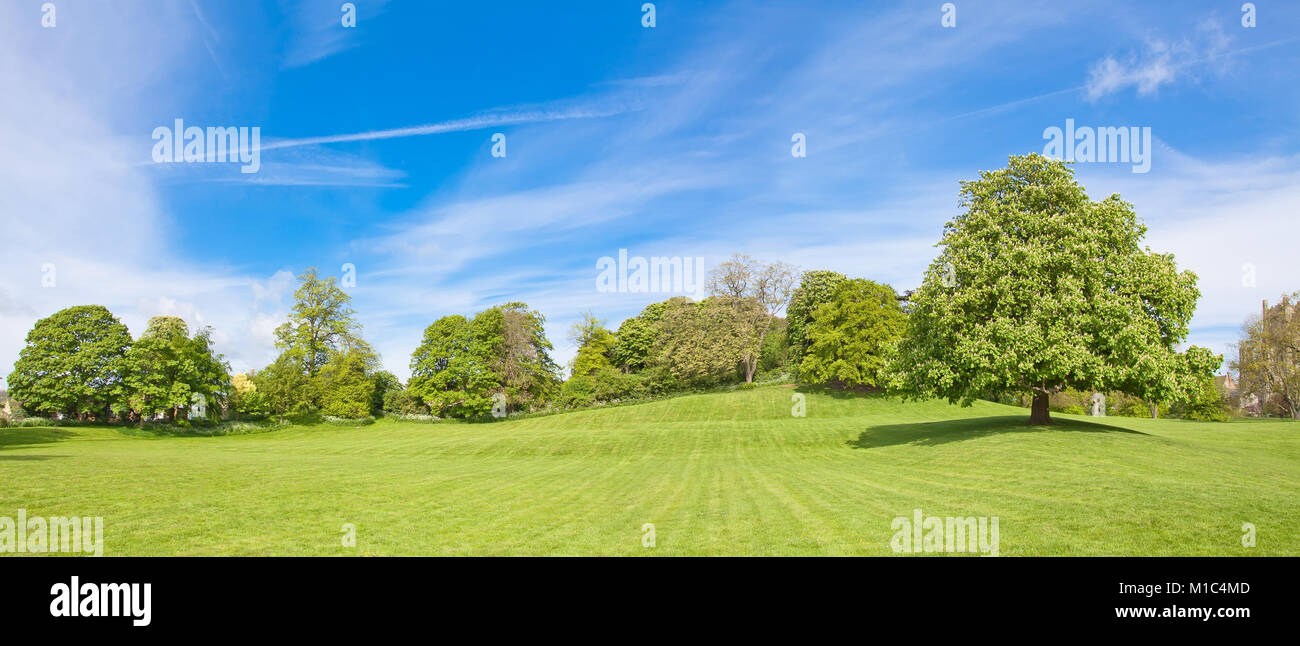 Big field with trees in the background Stock Photo - Alamy