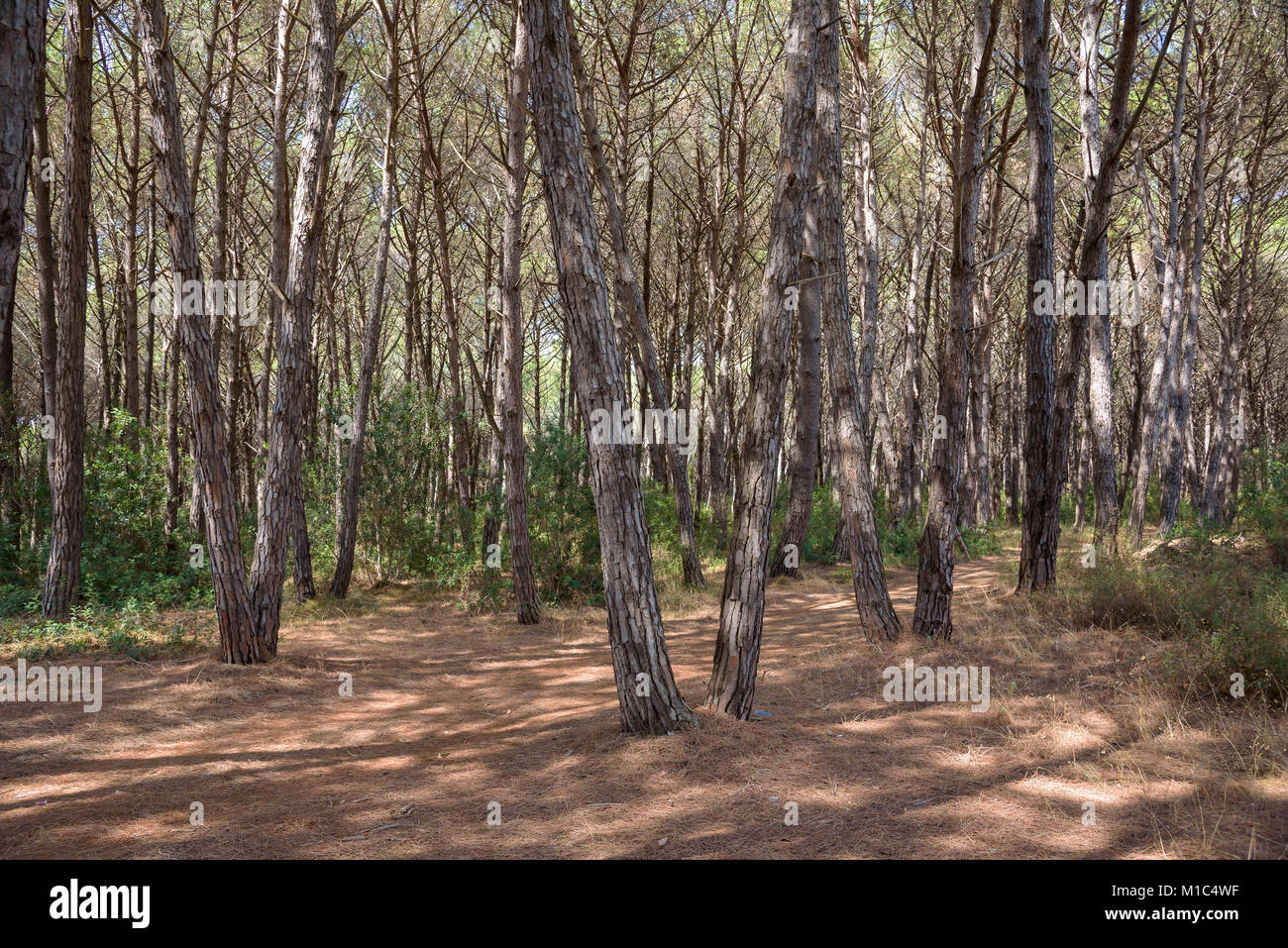 Mediterranean evergreen forest hi-res stock photography and images - Alamy
