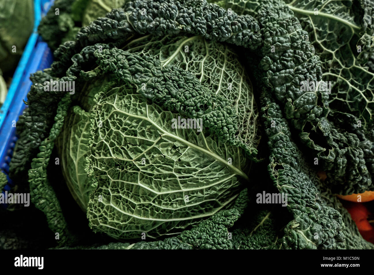 Farmers cabbage hi-res stock photography and images - Alamy