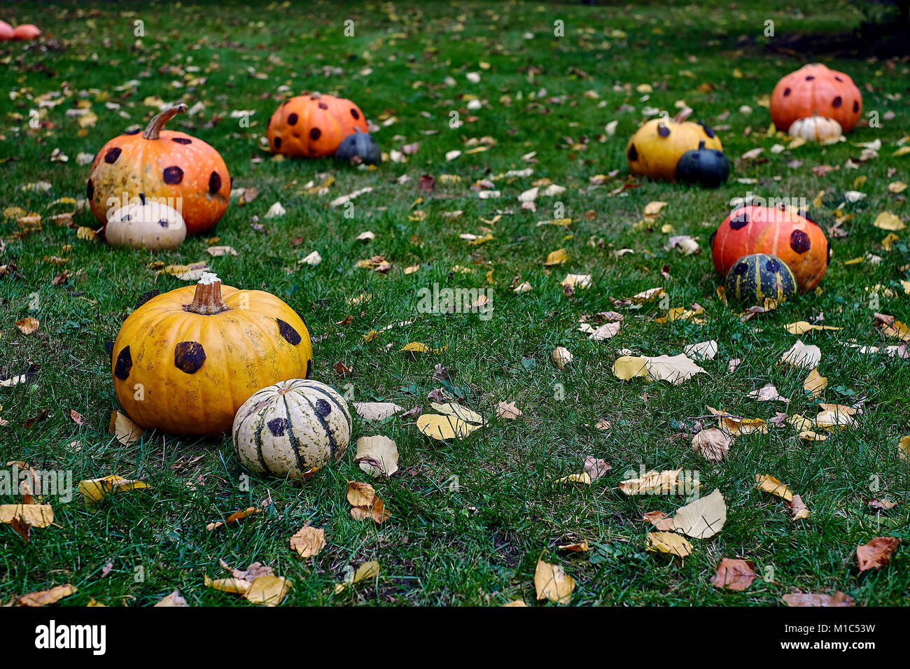 Extraordinary lady bugs made of Orange pumpkins on the ground in the ...