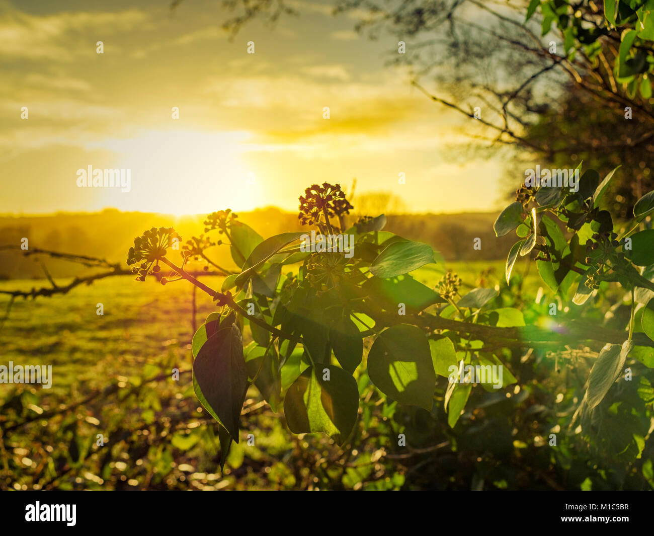 winter countryside morning,Northern Ireland Stock Photo - Alamy
