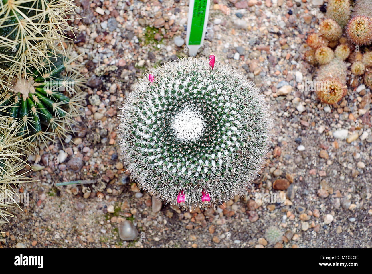 Blooming round shaped cactus. Cactus decor. Cactus flower. Cactus ...