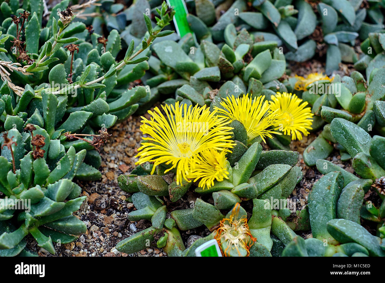 ?lose-up view of the group of Lithops with one Living Stone bloomed ...