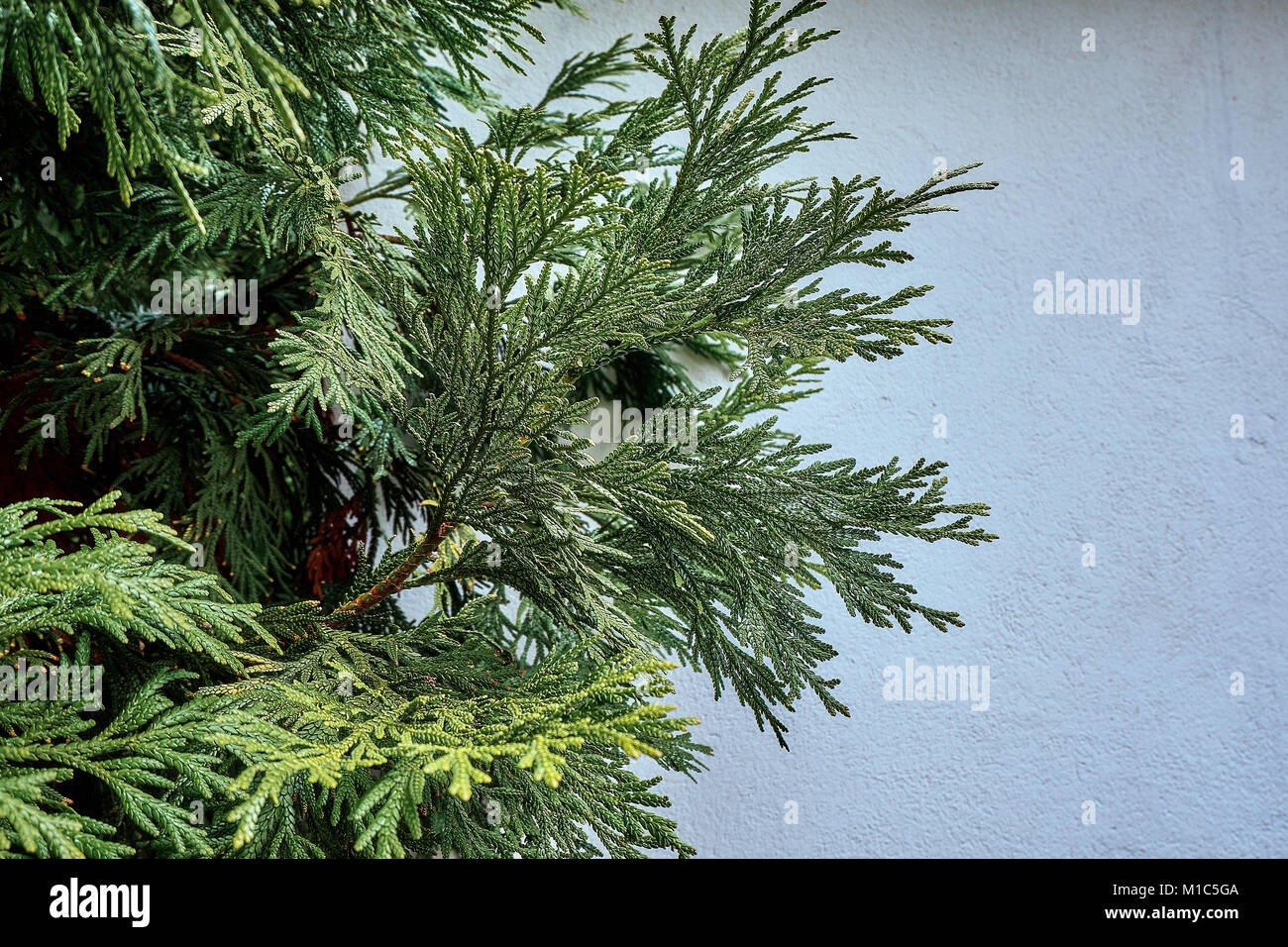 Beautiful evergreen juniper thuja Arborvitae leaves close-up as ...