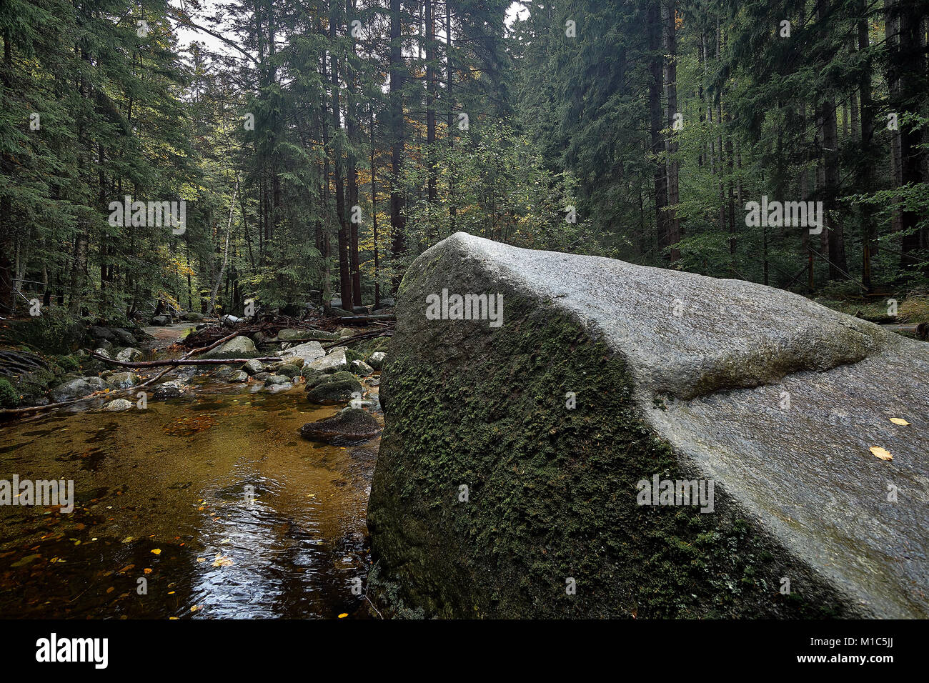 Brook or creek in nature pine Scandinavian mountain forest in evening ...