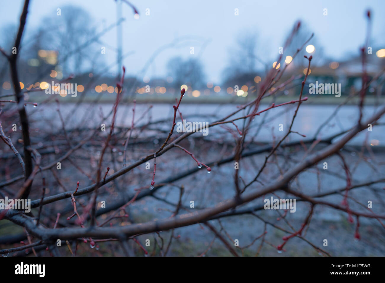 Wet tree branches hi-res stock photography and images - Alamy