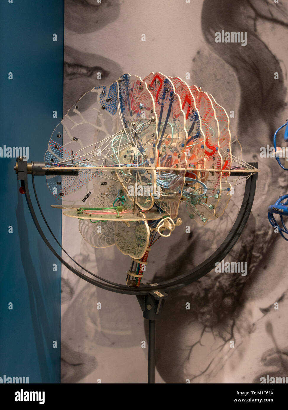 Brain nerves pathway model (c 1950) by the Karl-Ernst Koch Scientific ...