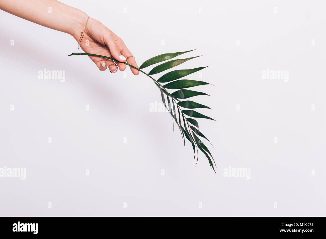 Palm frond hanging hi-res stock photography and images - Alamy