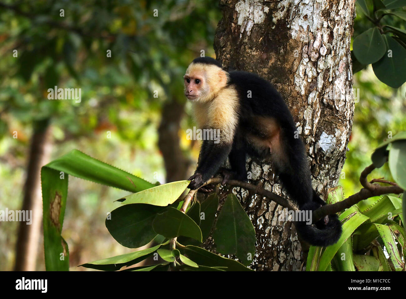White faced monkey hi-res stock photography and images - Alamy