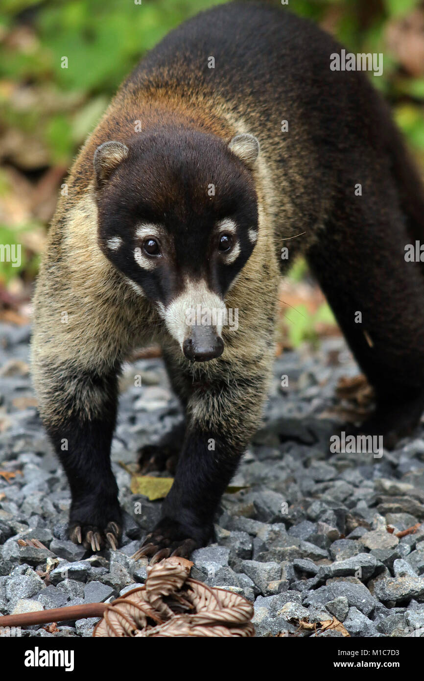 Coati in jungle costa rica hi-res stock photography and images - Alamy