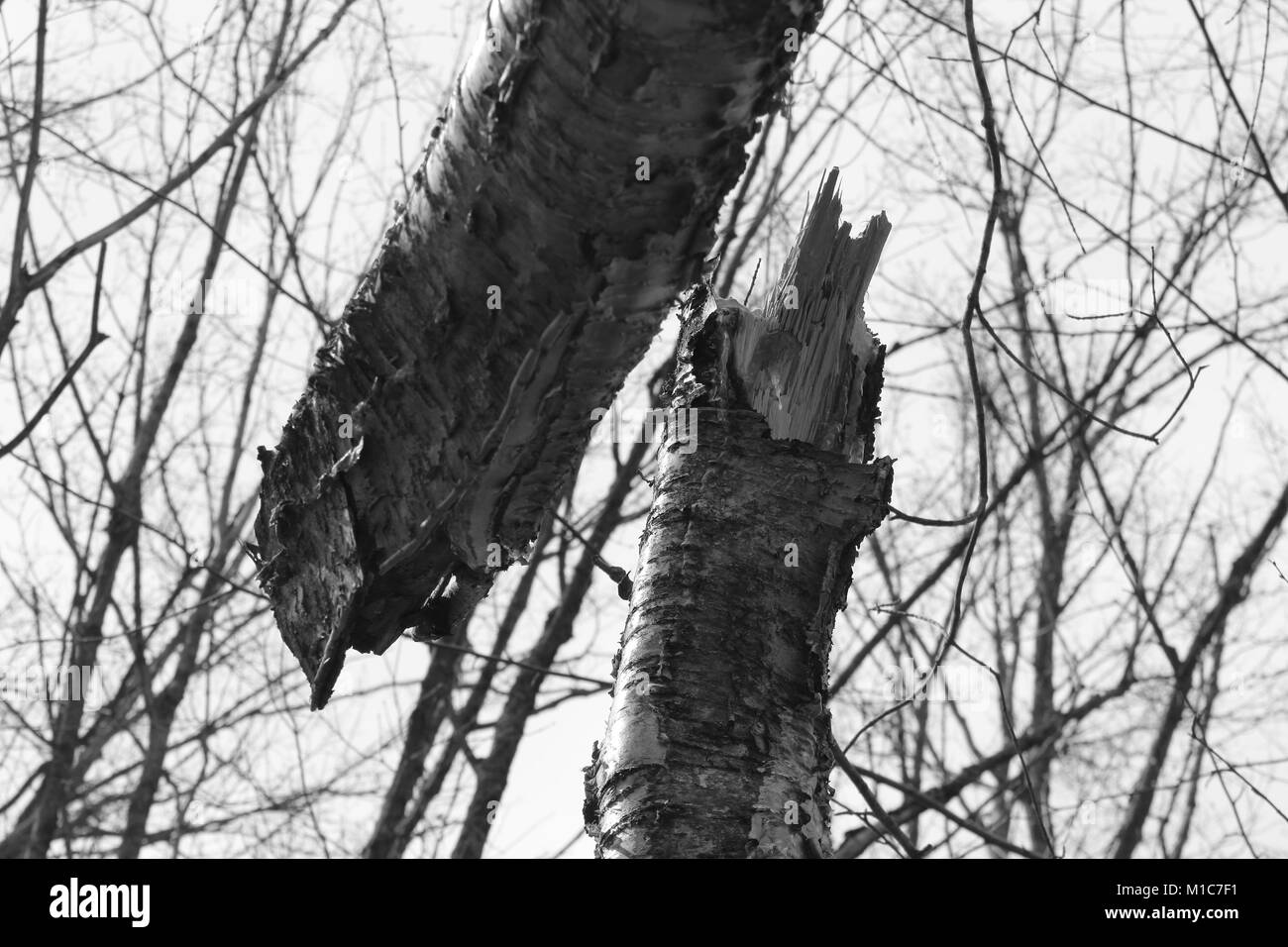 Broken Tree Branch Drawing