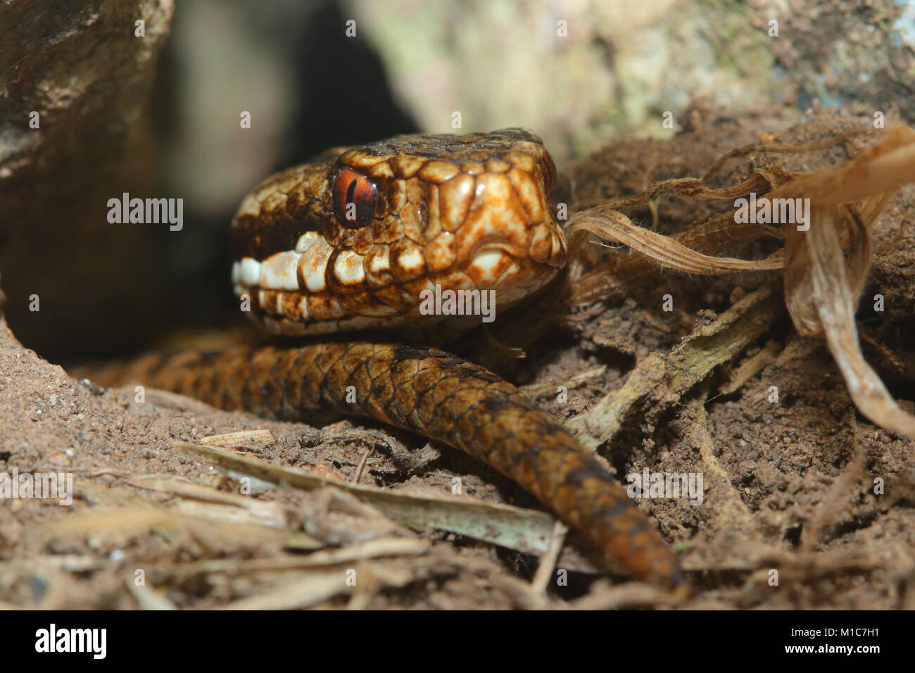 Adder Snake In Cornwall Stock Photo - Alamy