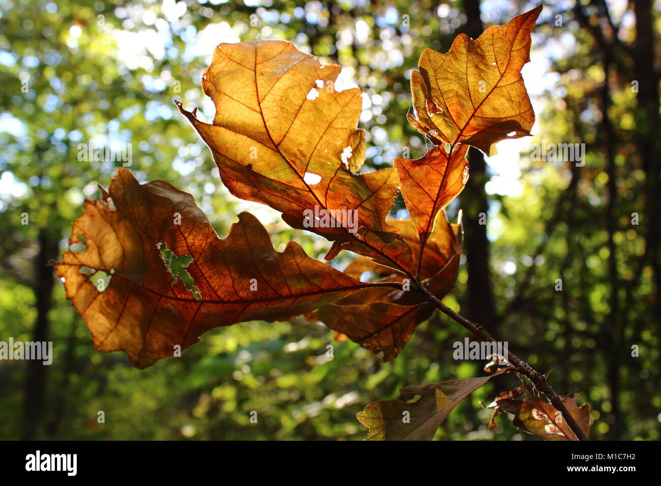 Sunlight Through A Leaf Stock Photo - Alamy
