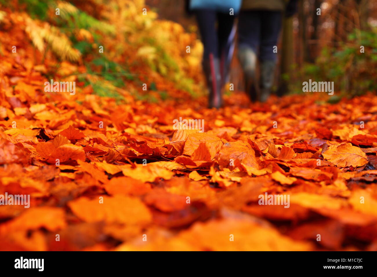 Out of focus autumn leaves hi-res stock photography and images - Alamy
