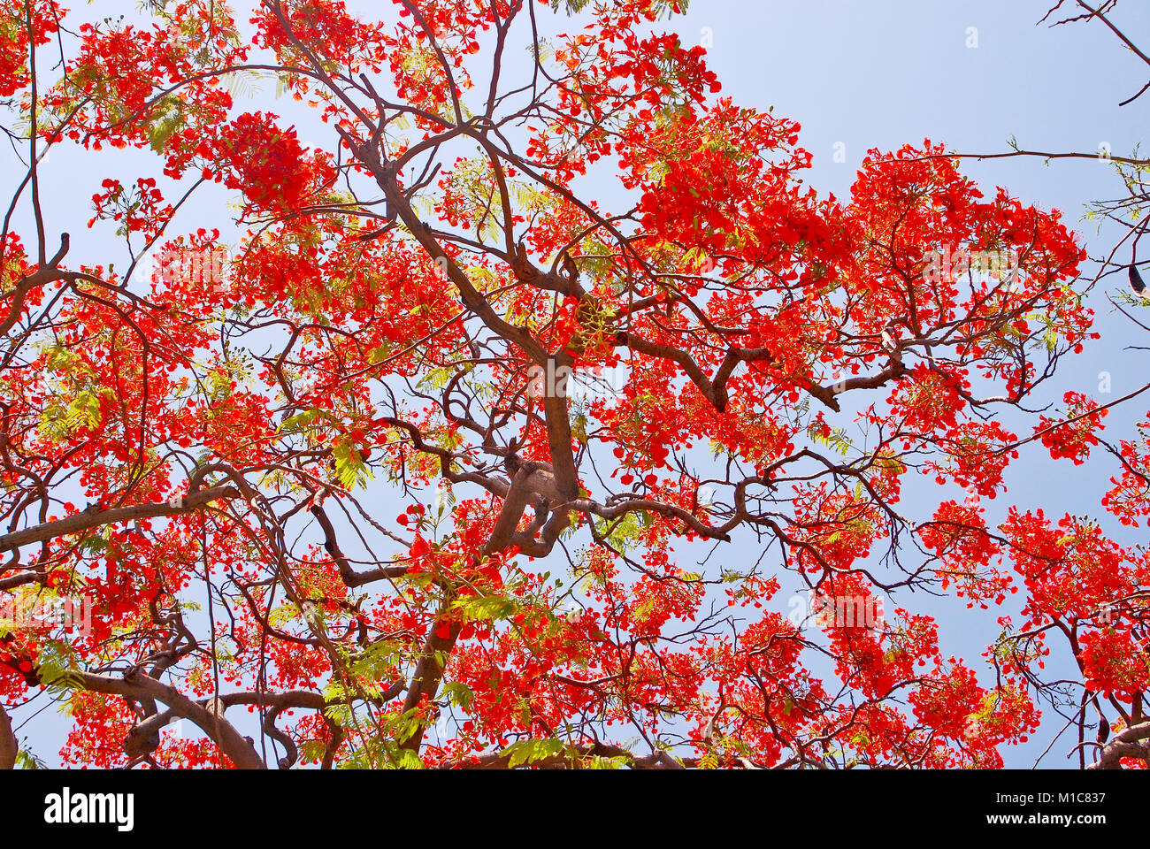 A beautiful red-flowered tree, which functions as a graphical ...