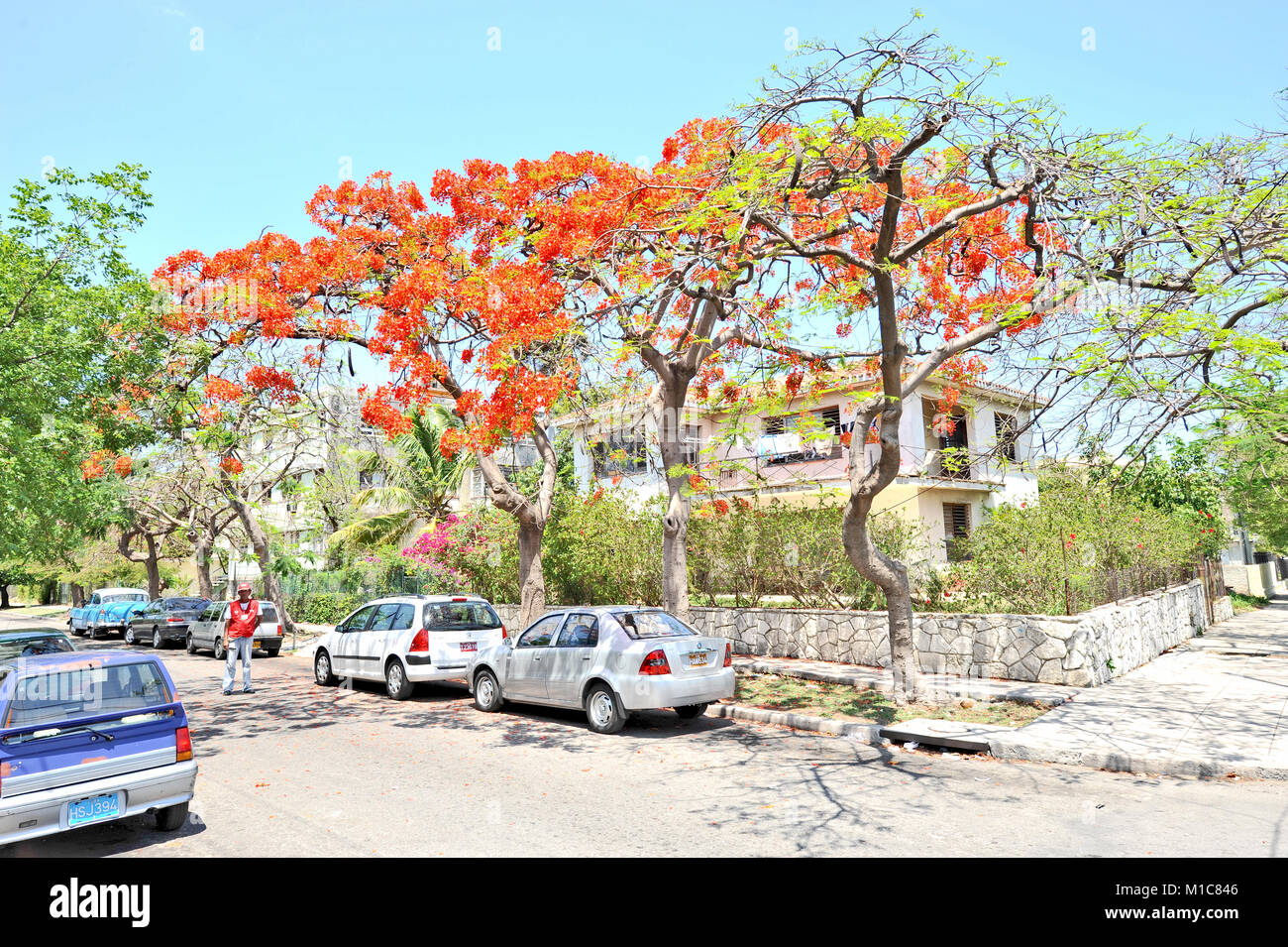 Hing tree hi-res stock photography and images - Alamy