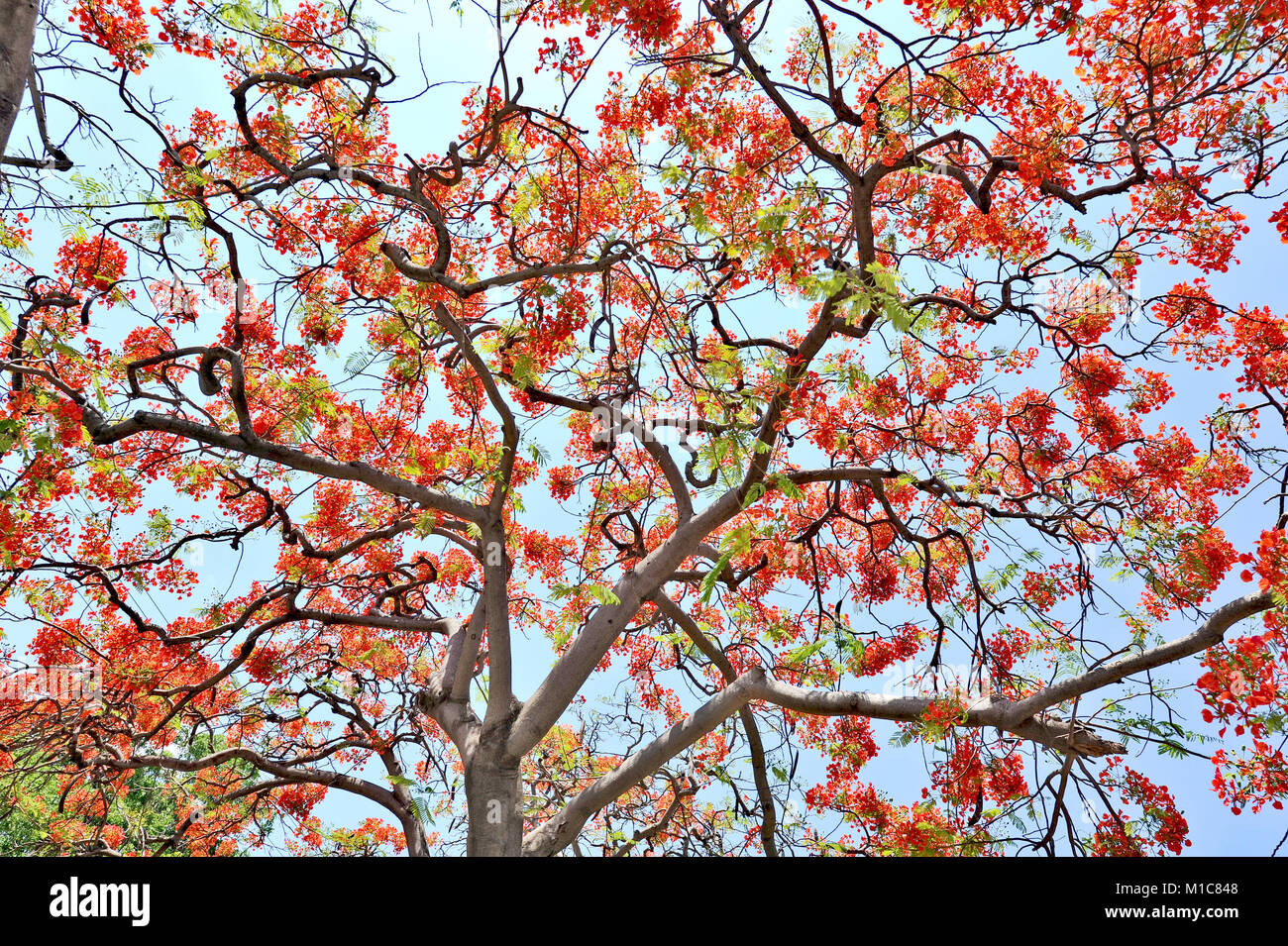 A beautiful red-flowered tree, which functions as a graphical ...
