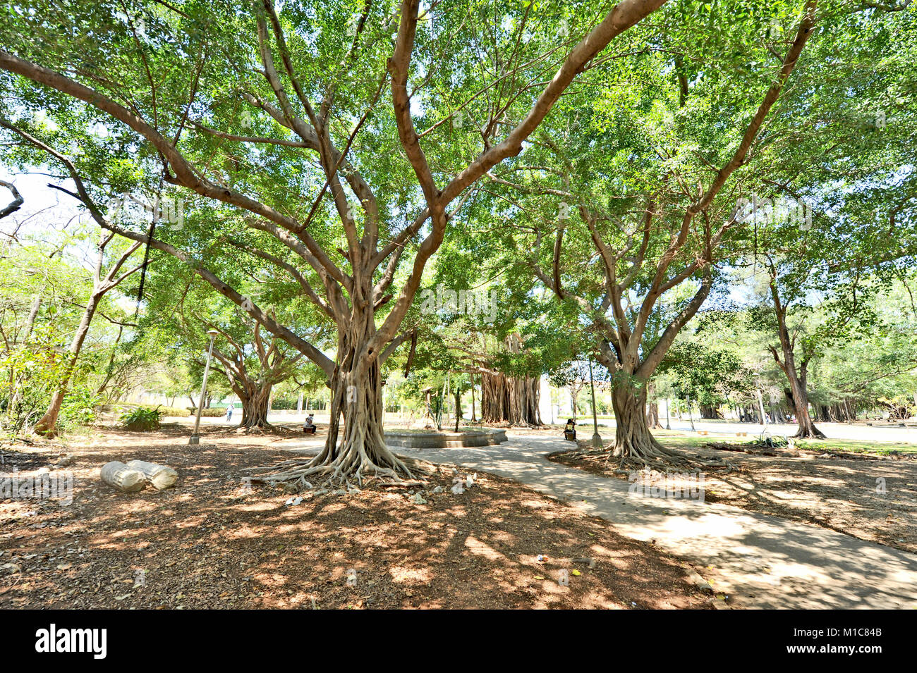 HAVANA, CUBA, MAY 11, 2009. Old mangrove trees in a park in Havana ...