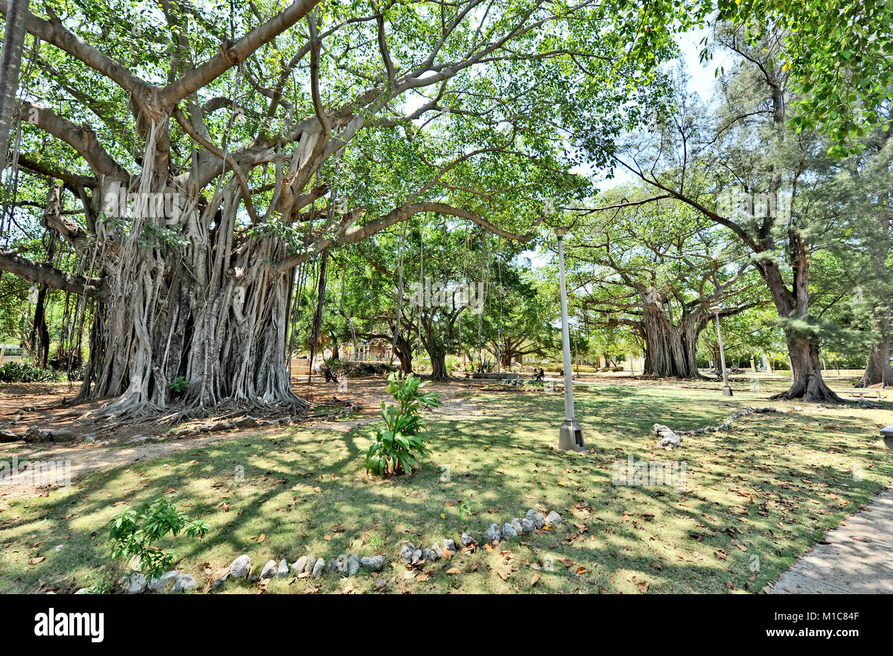 HAVANA, CUBA, MAY 11, 2009. Old mangrove trees in a park in Havana ...