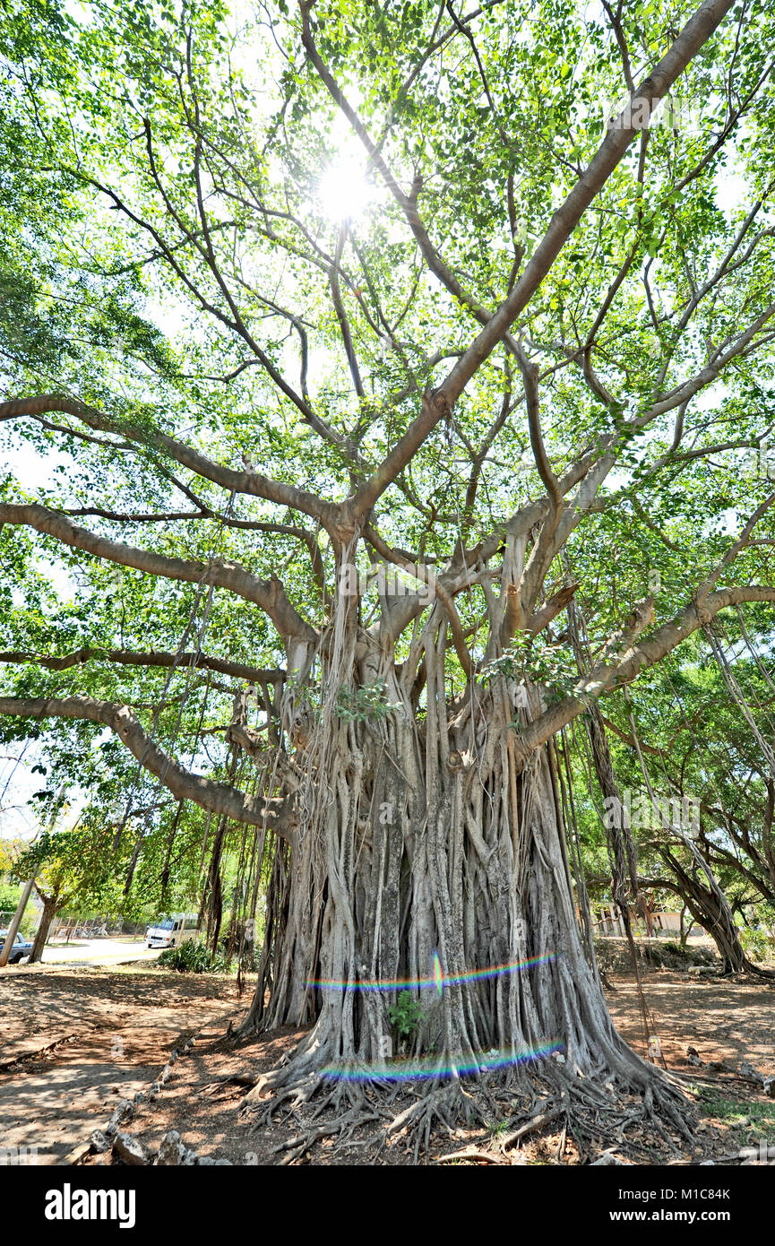 HAVANA, CUBA, MAY 11, 2009. Old mangrove trees in a park in Havana ...