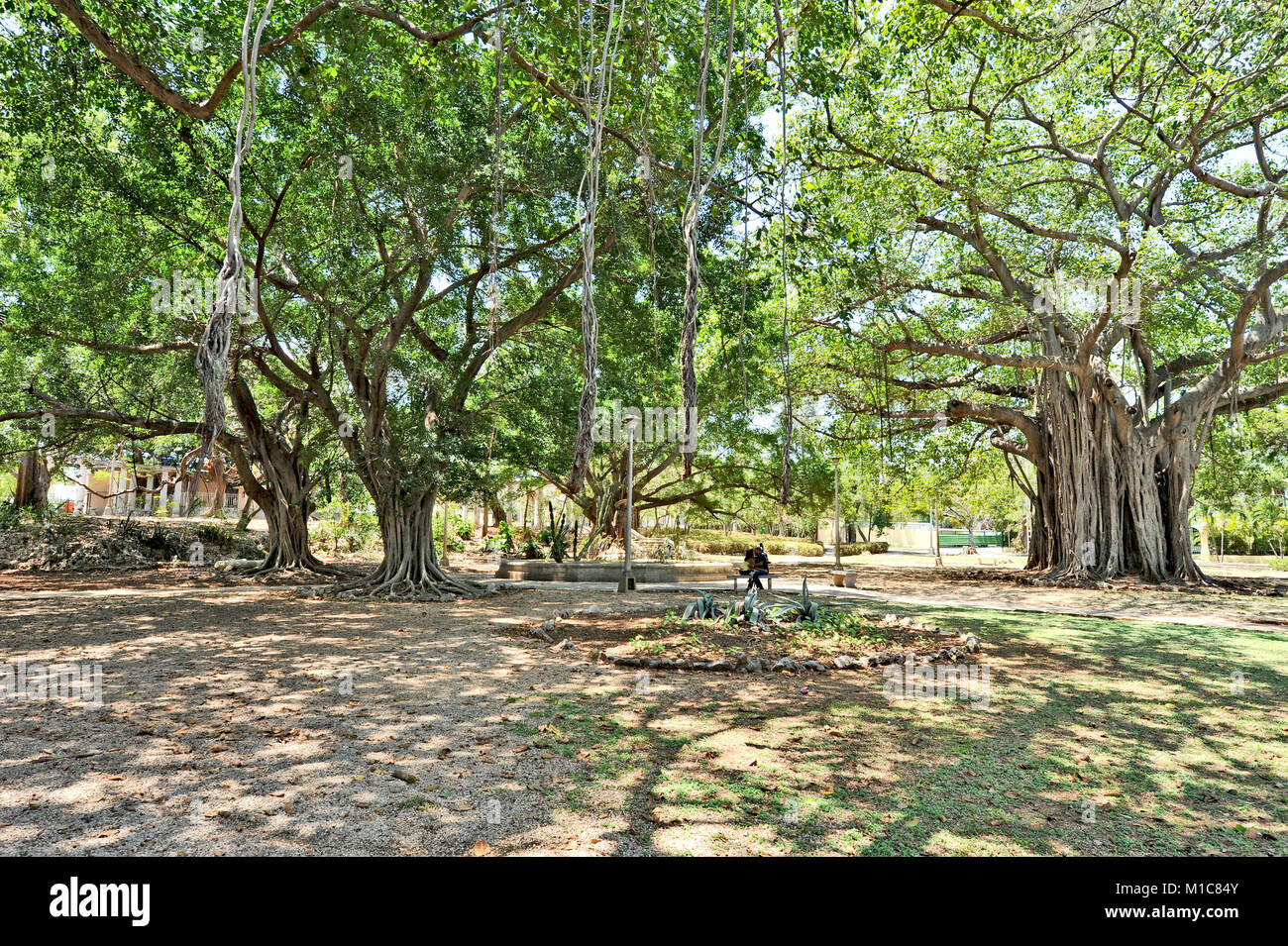 HAVANA, CUBA, MAY 11, 2009. Old mangrove trees in a park in Havana ...
