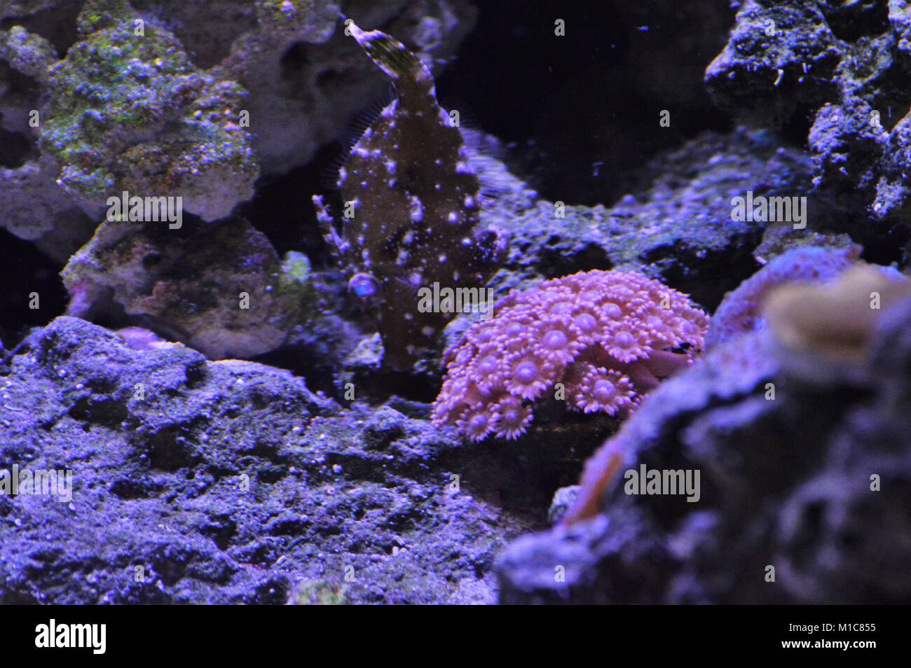 Coral aquarium tank hi-res stock photography and images - Alamy