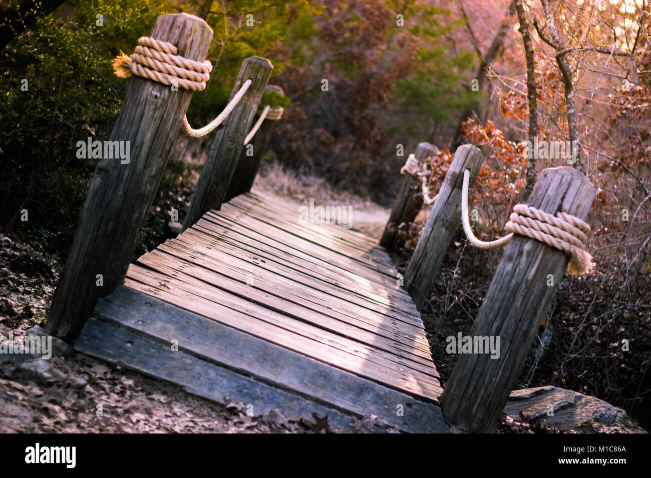 Branches crossing hi-res stock photography and images - Alamy