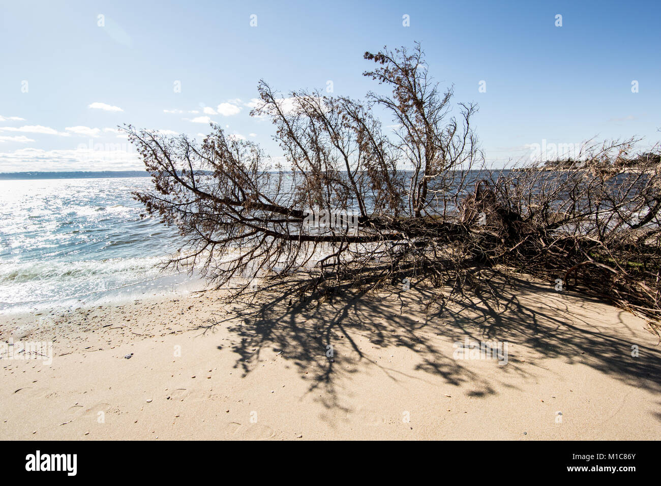 Fallen tree on beach with shadows Stock Photo - Alamy