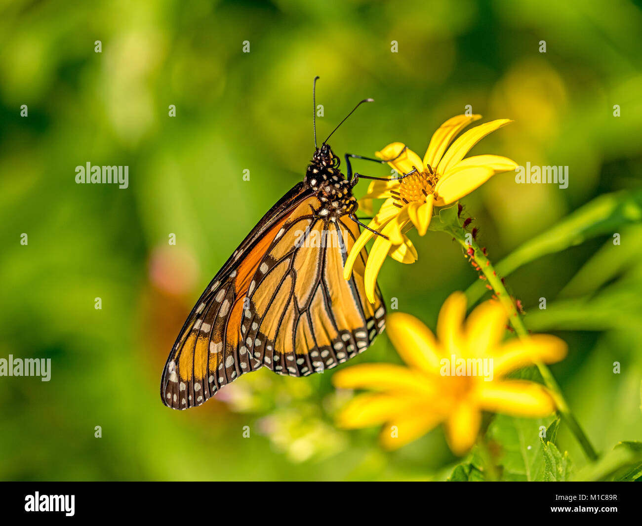 monarch butterfly (Danaus plexippus) is a milkweed butterfly (subfamily ...