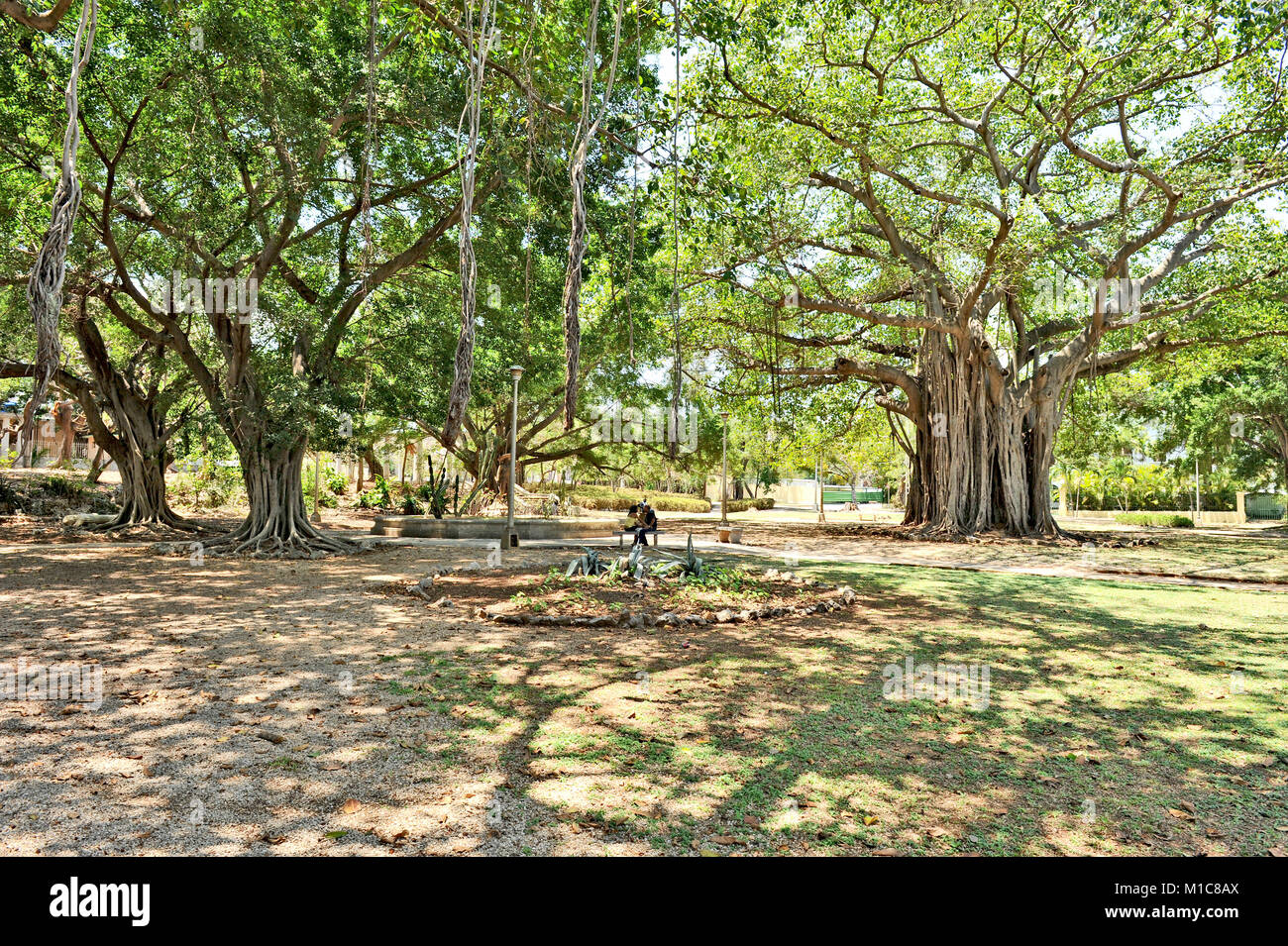 HAVANA, CUBA, MAY 11, 2009. Old mangrove trees in a park in Havana ...
