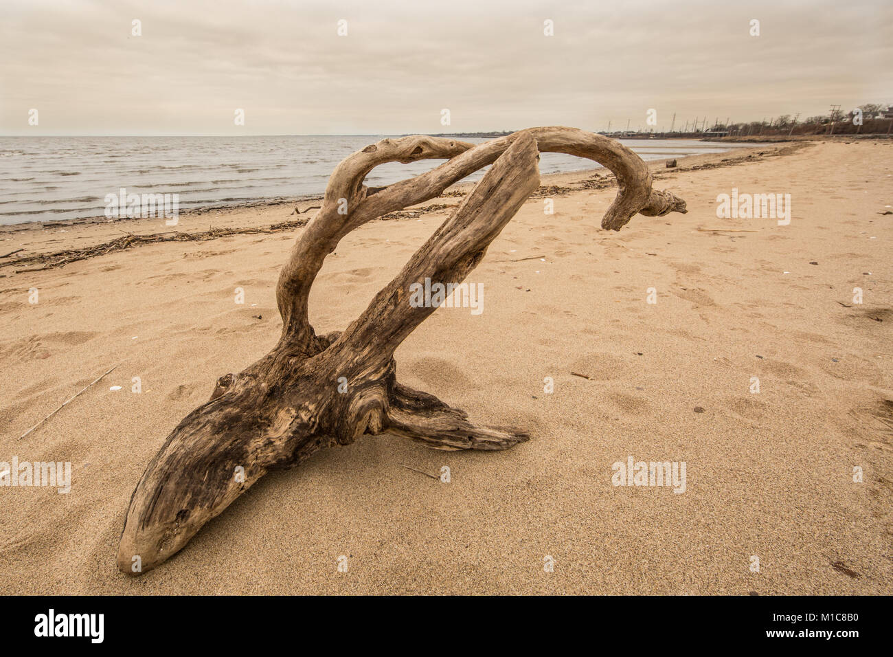 Drift wood on the beach Stock Photo - Alamy