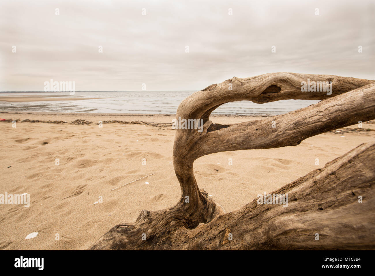 Drift wood on the beach Stock Photo - Alamy