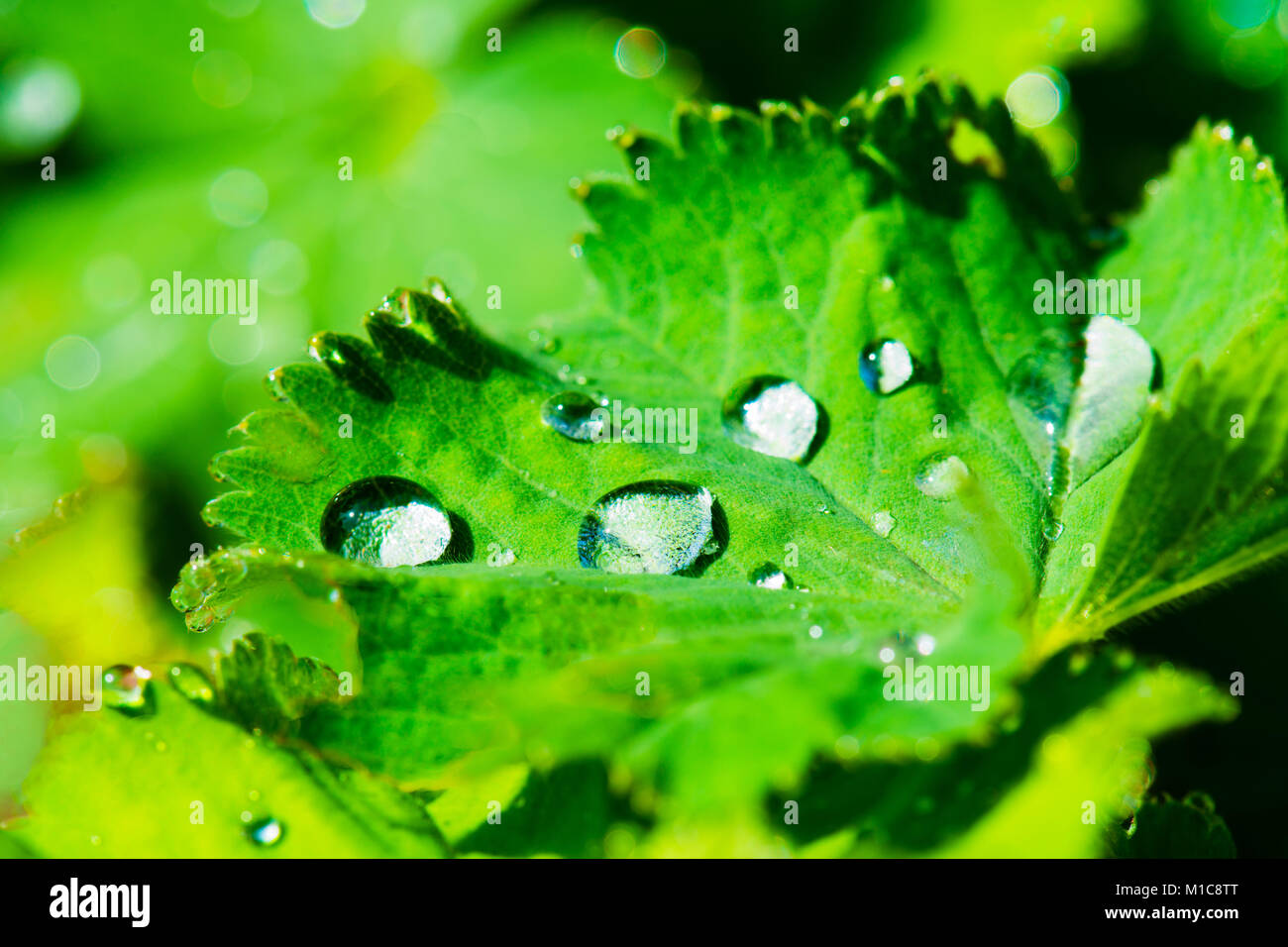 Close up drop hi-res stock photography and images - Alamy