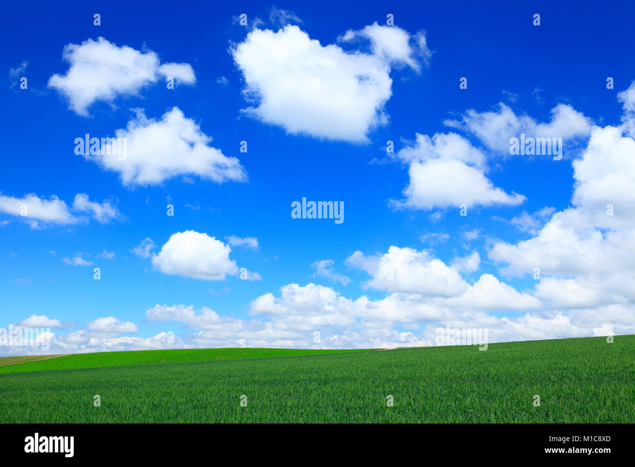 Japan wheat hi-res stock photography and images - Alamy