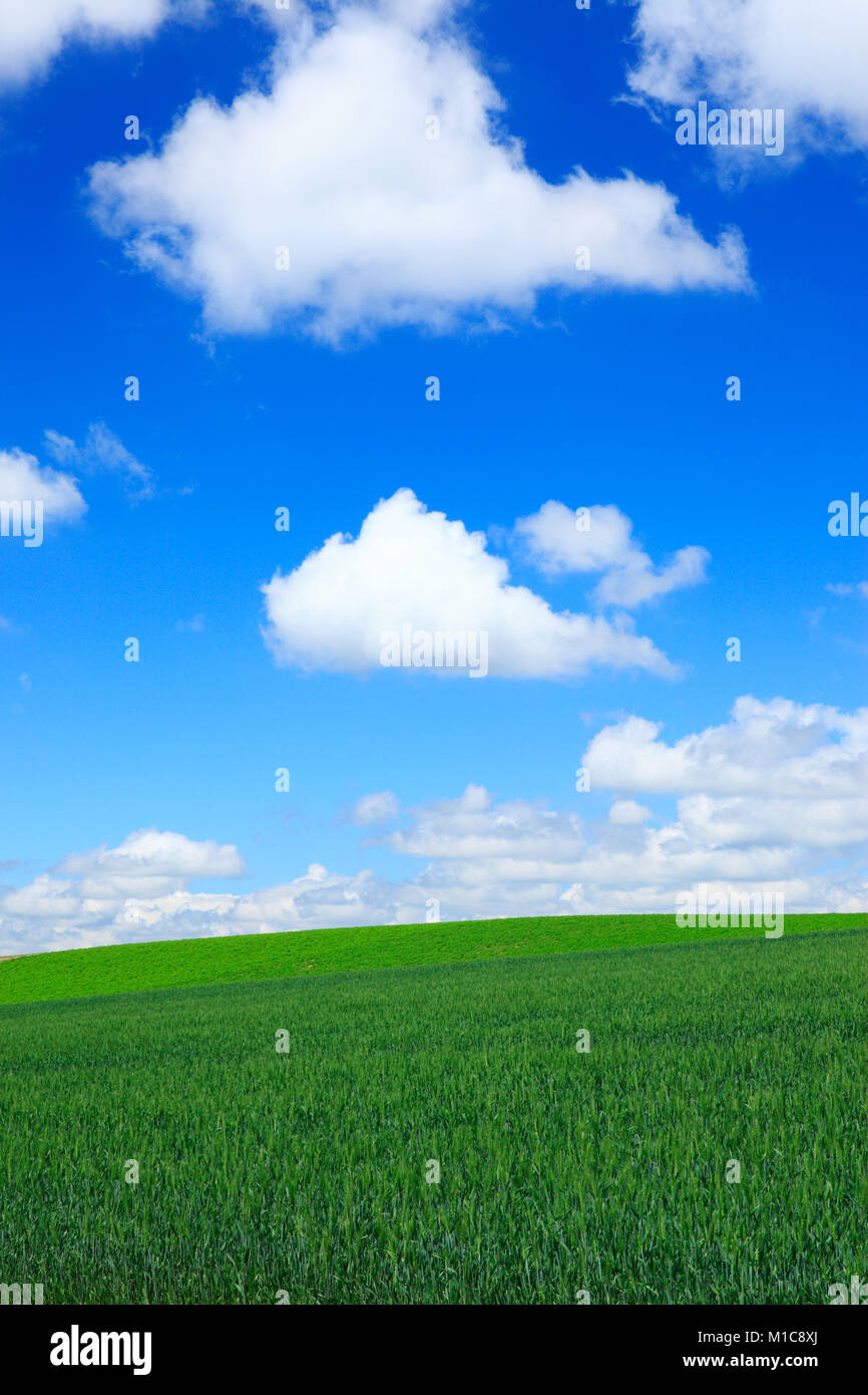 Floating wheat hi-res stock photography and images - Alamy