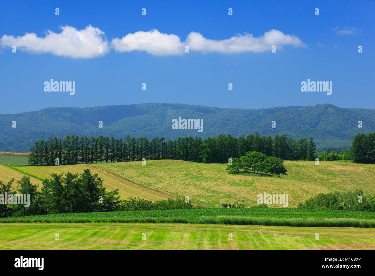 Country field, Hokkaido, Japan Stock Photo - Alamy