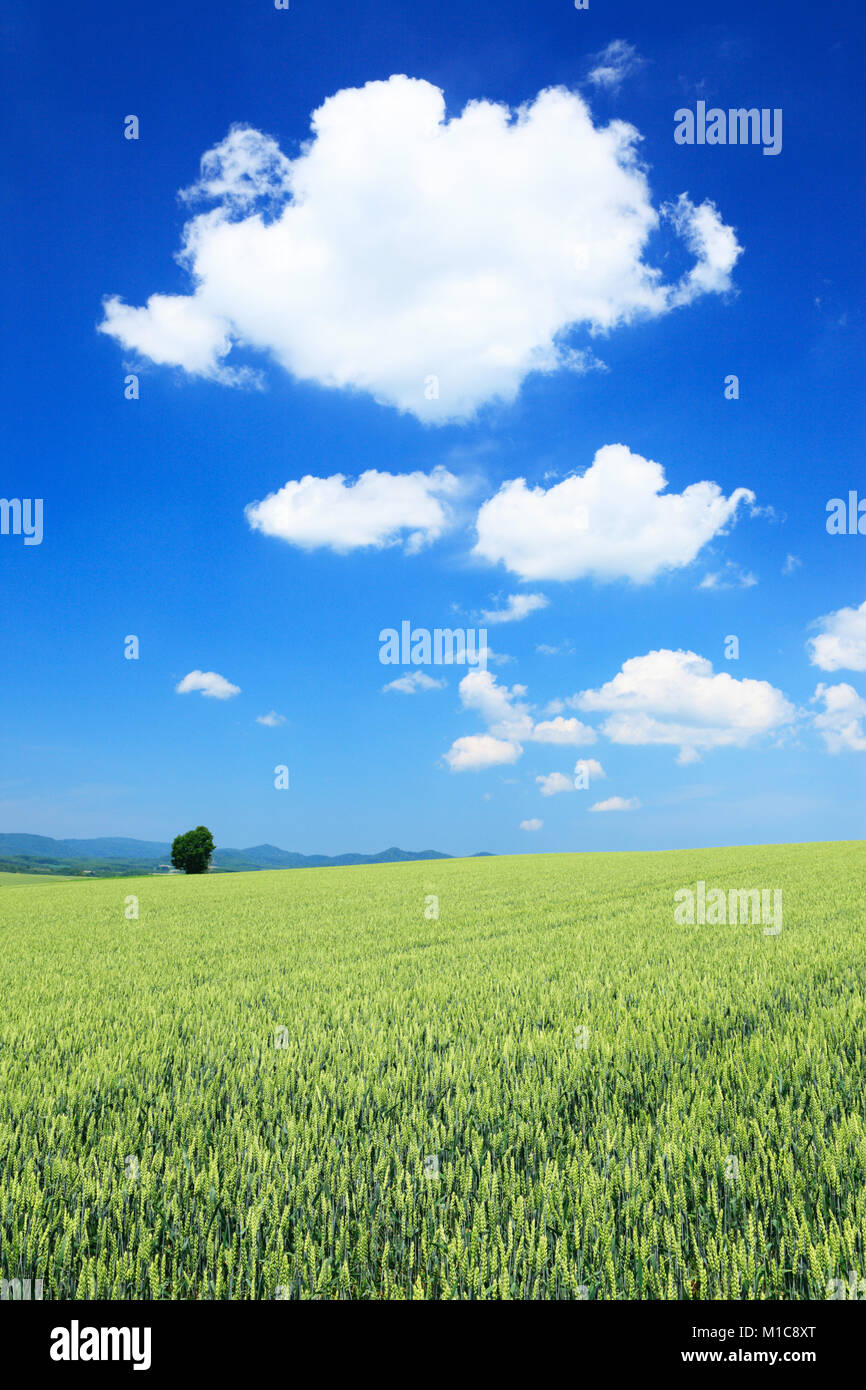 Japan wheat grain hi-res stock photography and images - Alamy