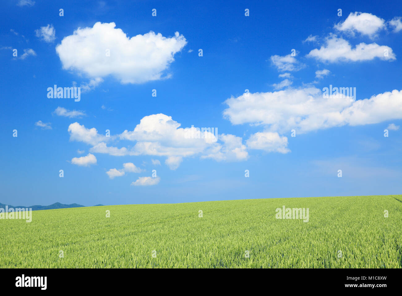 Japan wheat hi-res stock photography and images - Alamy