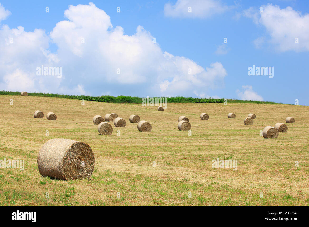Country field, Hokkaido, Japan Stock Photo - Alamy